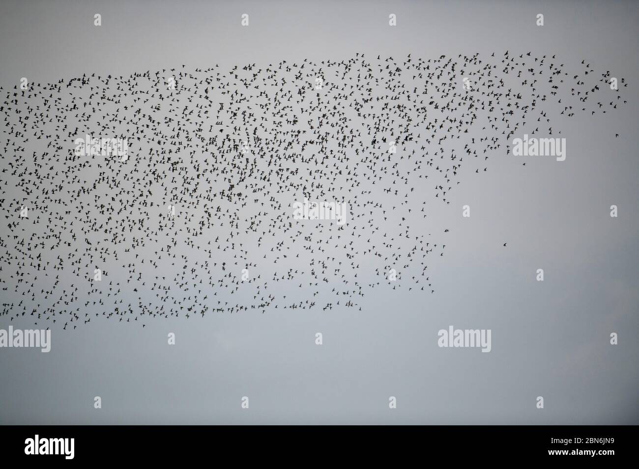 Large birds in flight hi-res stock photography and images - Alamy