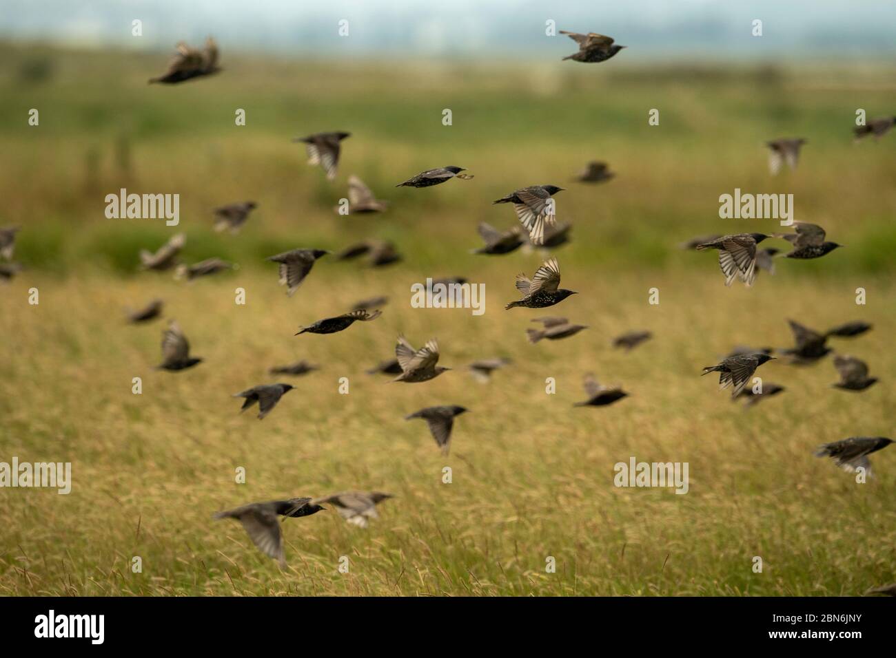 BIRD. Starlings, flock in flight over meadow, Kent UK Stock Photo - Alamy