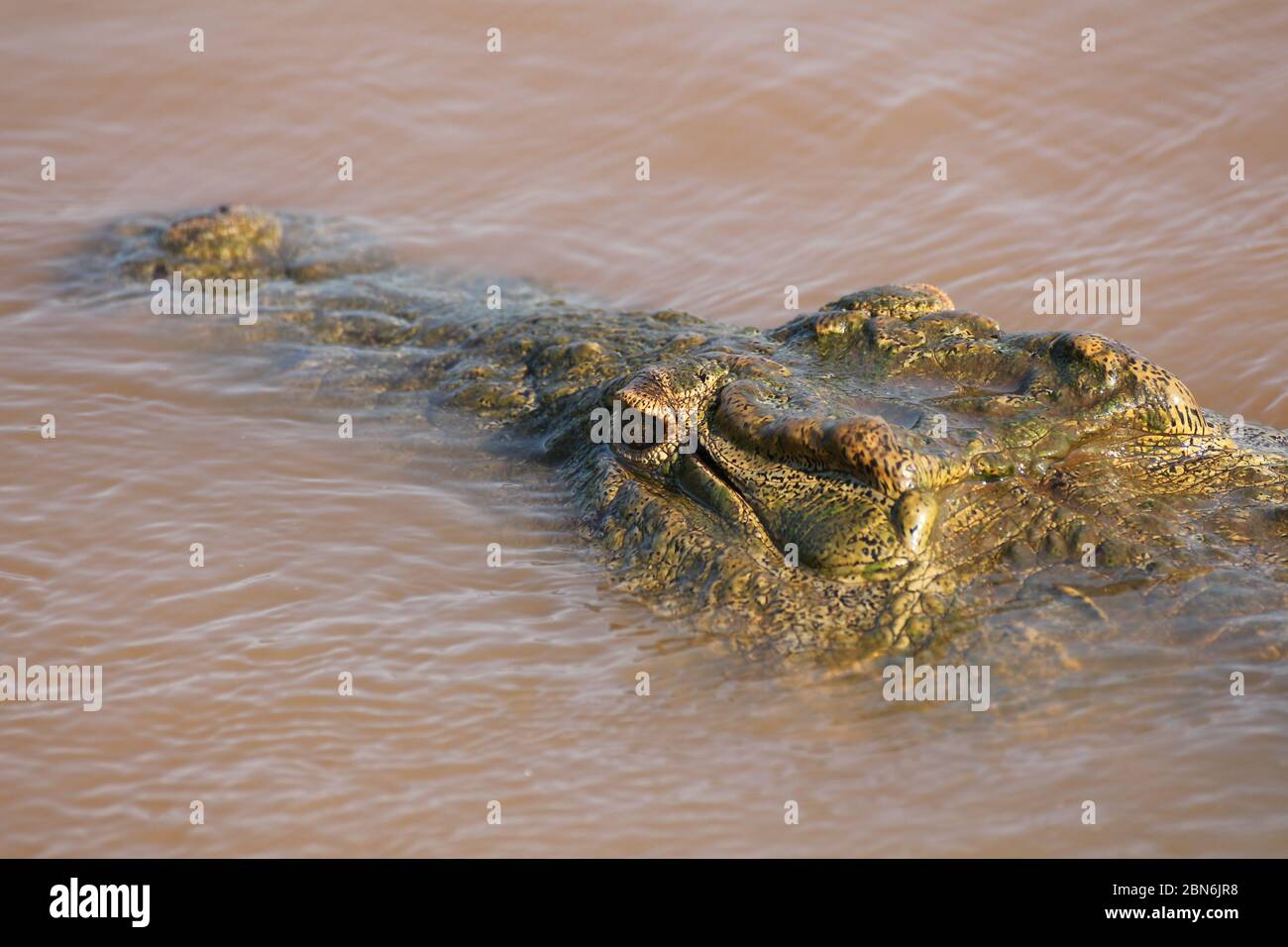 South African reptiles Stock Photo - Alamy