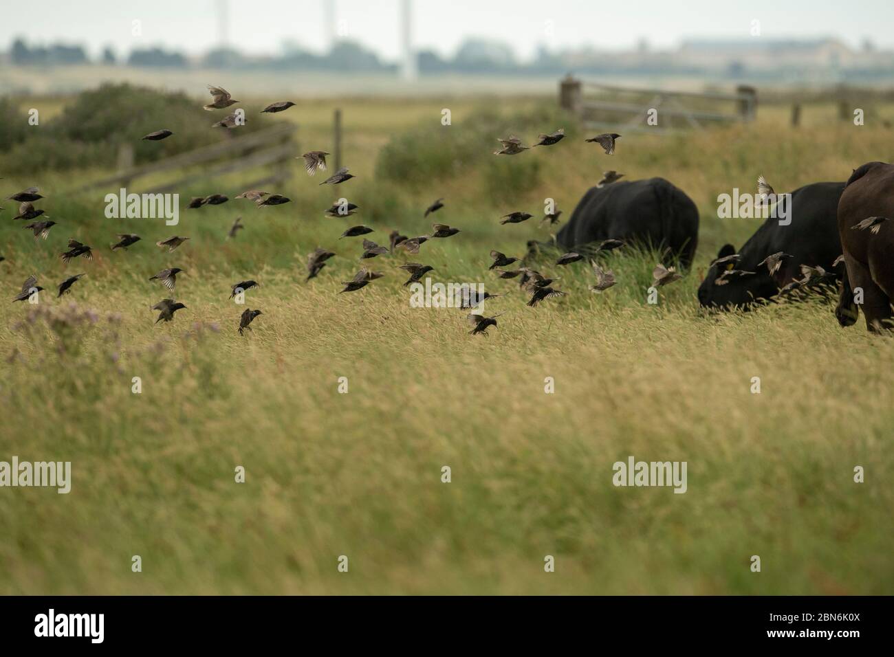 Cattle bird cattle hi-res stock photography and images - Alamy