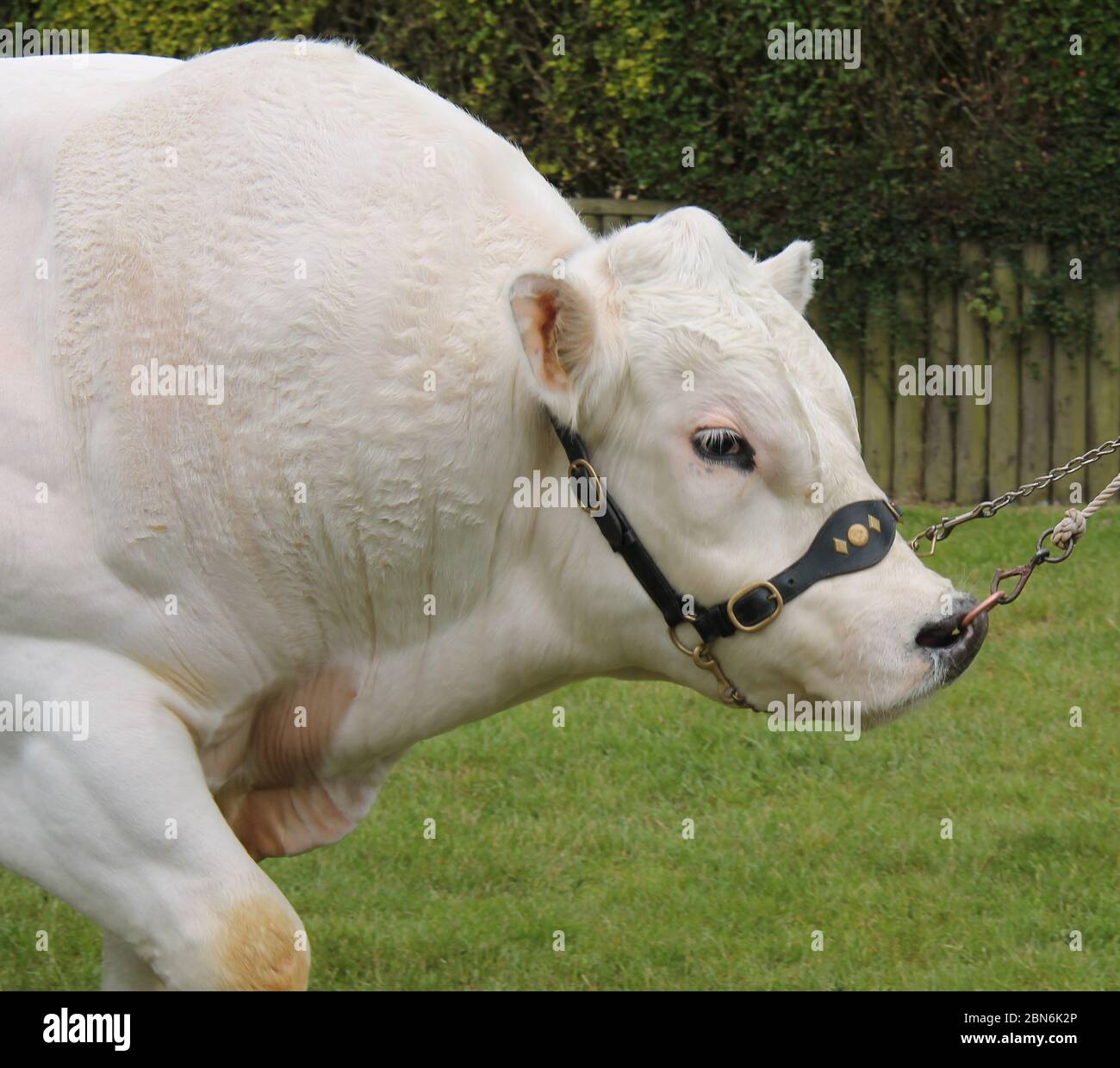 The Front of a Powerful British Blue Farm Bull Animal Stock Photo - Alamy