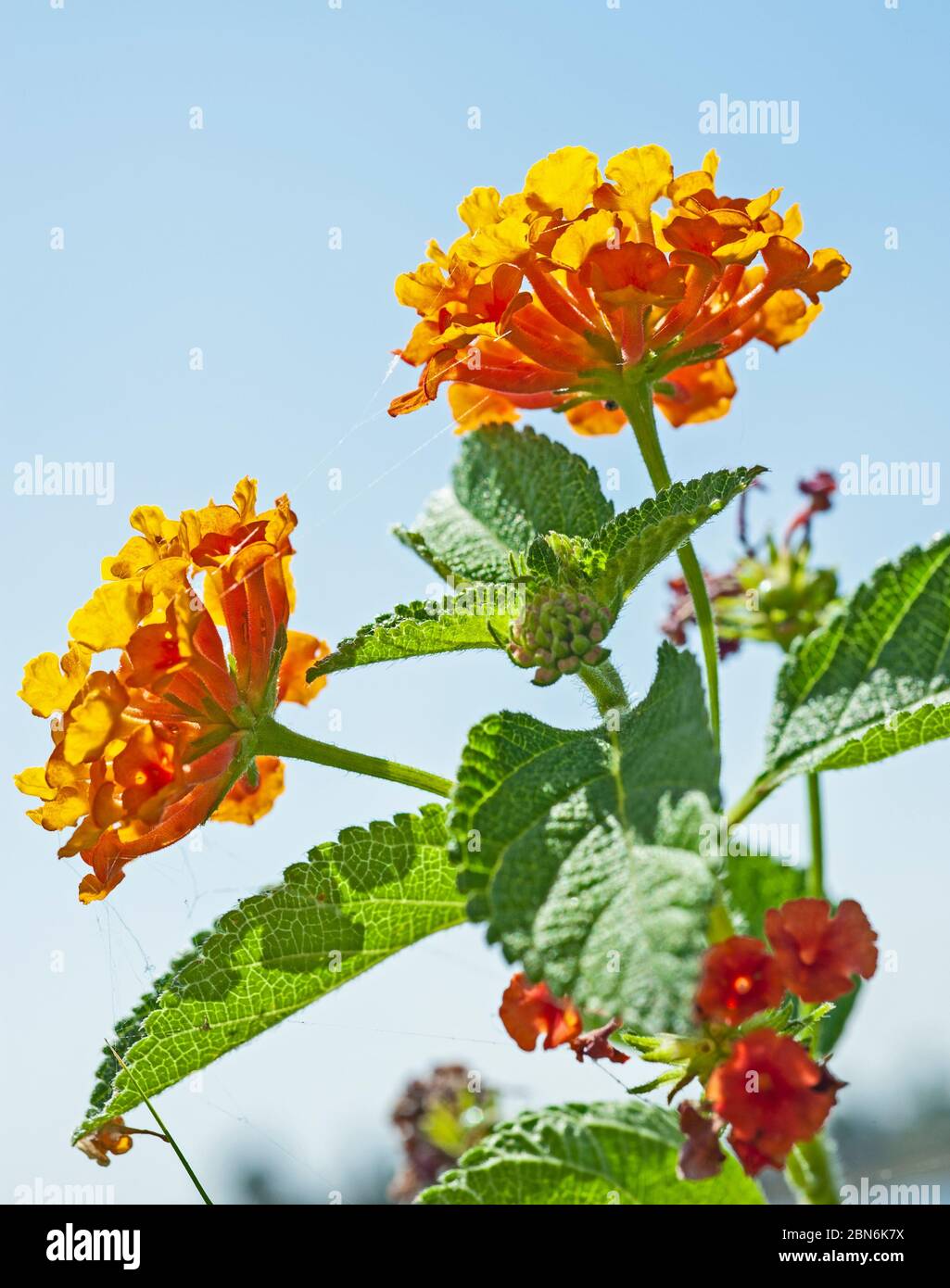 Close-up detail of a yellow and orange rose lantana flower lantana ...