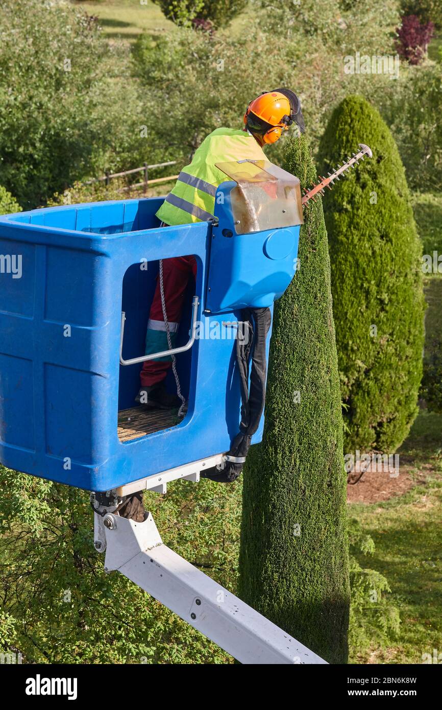 Gardener pruning a cypress tree with a chainsaw and a crane Stock Photo ...
