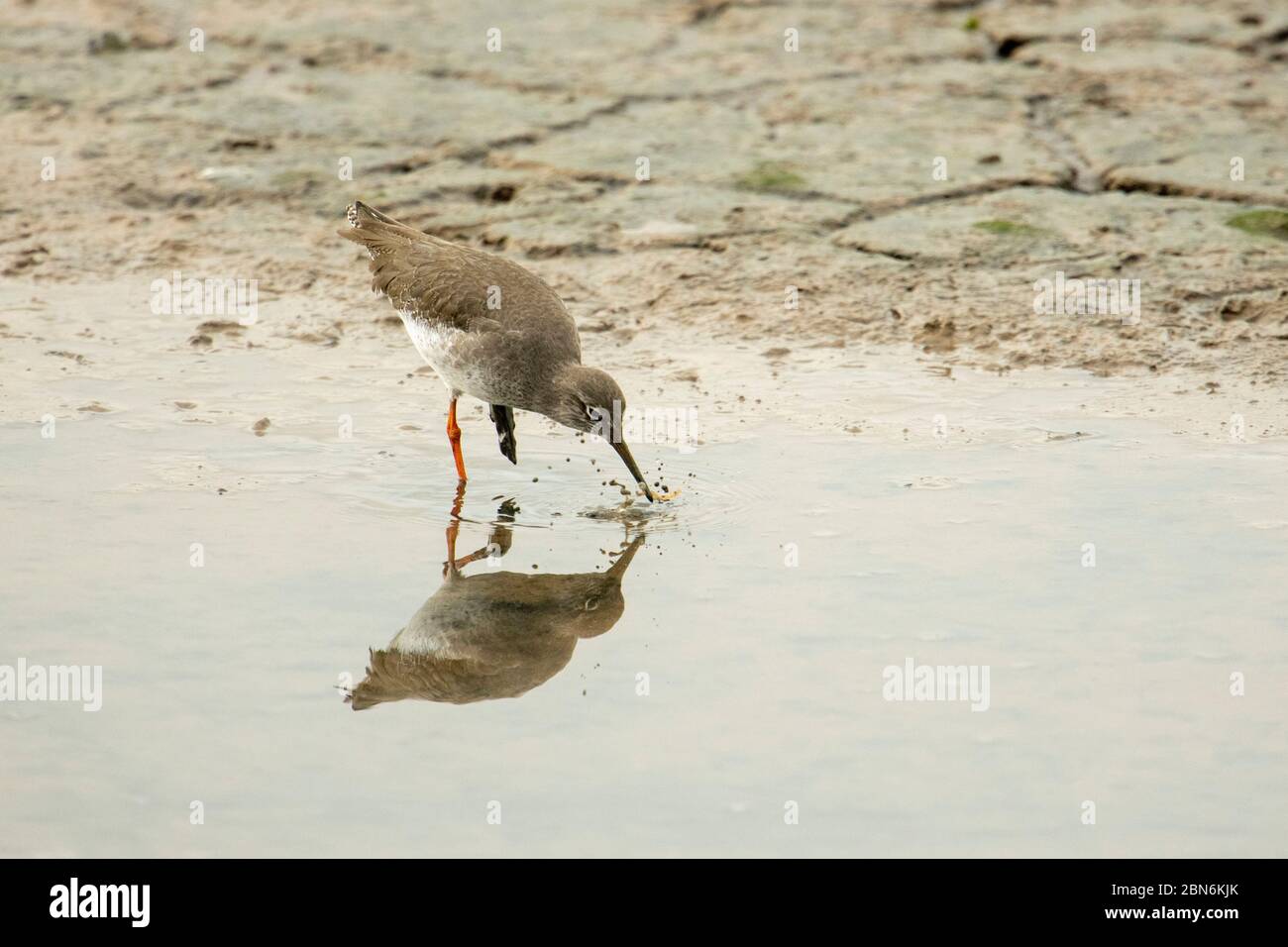 Mud flats with wader hi-res stock photography and images - Alamy