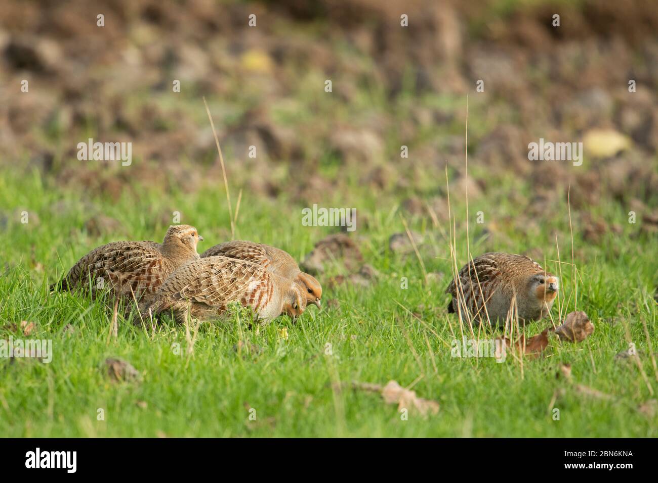 BIRD. Grey Partridge, feeding in a field, Norfolk UK Stock Photo - Alamy
