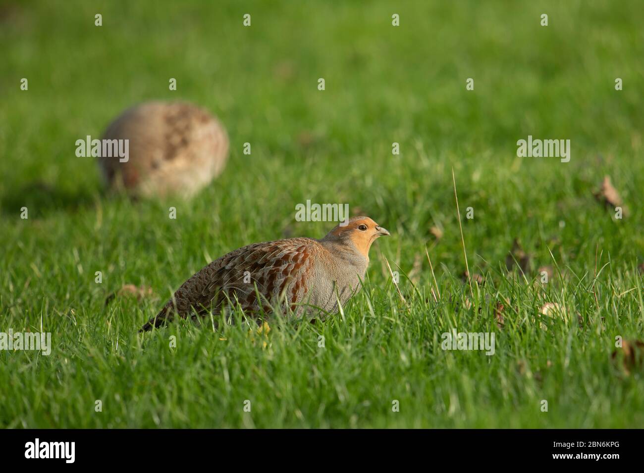 BIRD. Grey Partridge, feeding in a field, Norfolk UK Stock Photo - Alamy