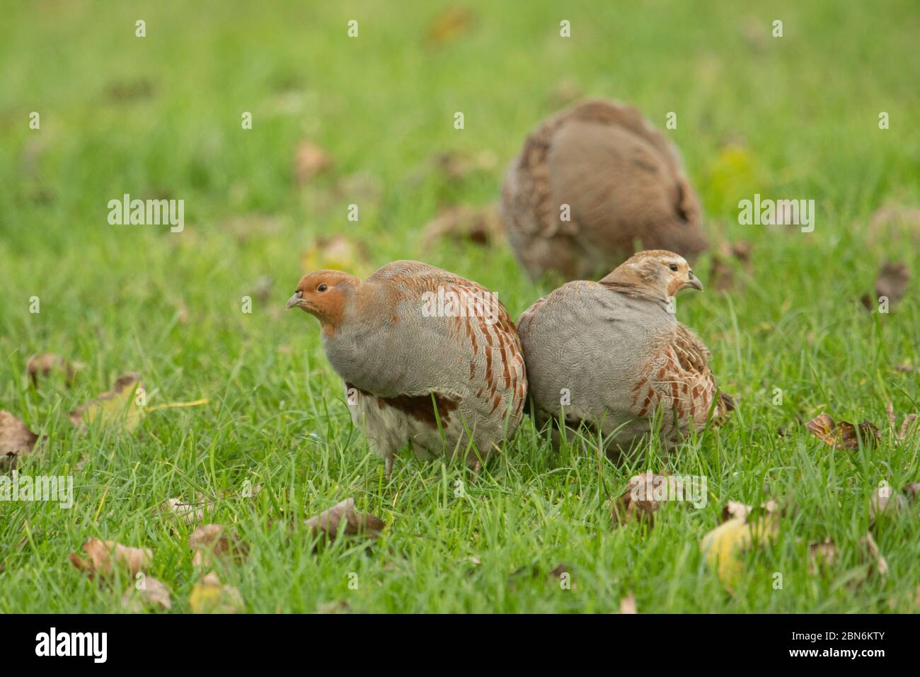 BIRD. Grey Partridge, feeding in a field, Norfolk UK Stock Photo - Alamy