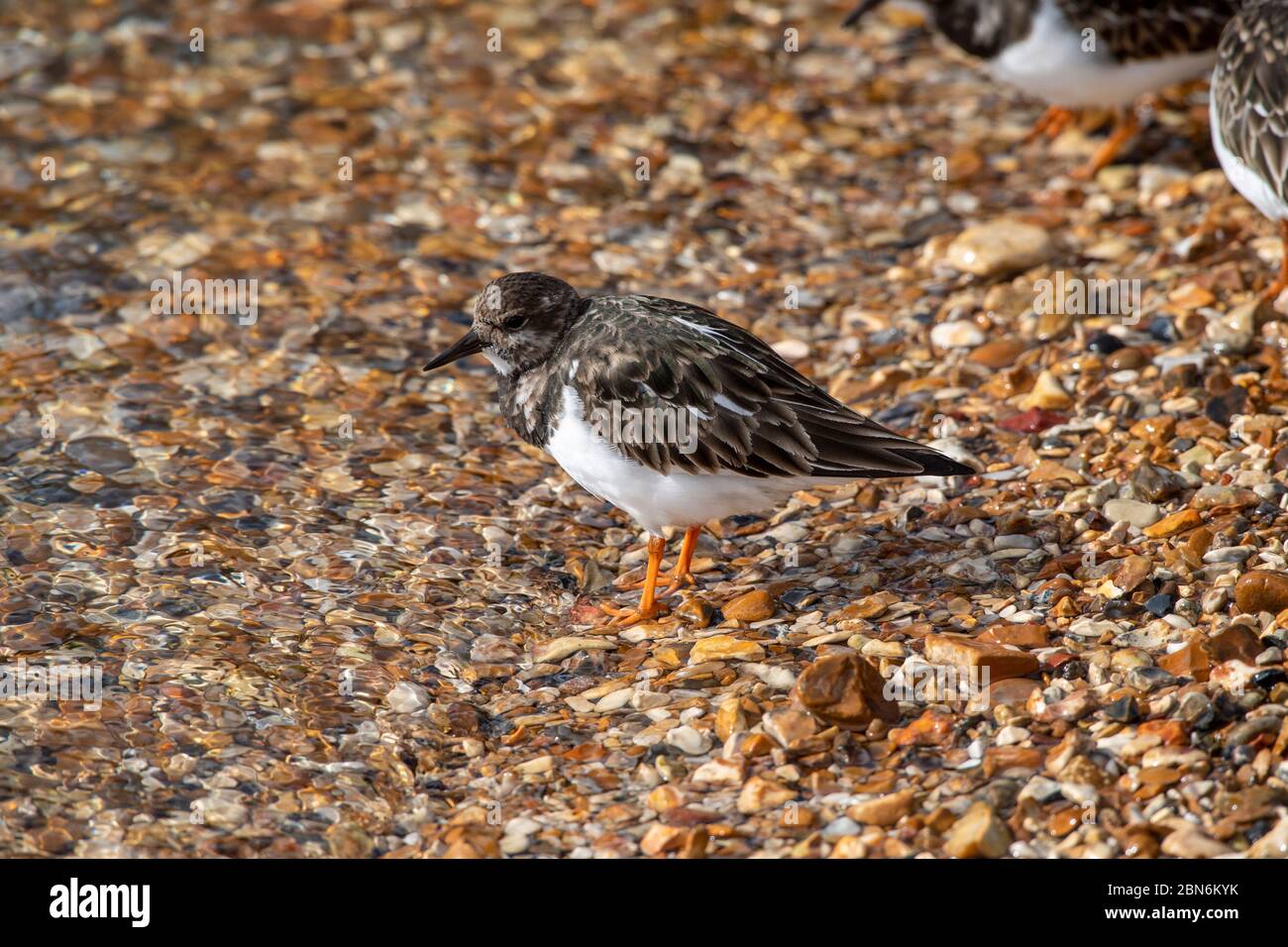 BIRD. Turnstone, on a beach, southern England Stock Photo - Alamy