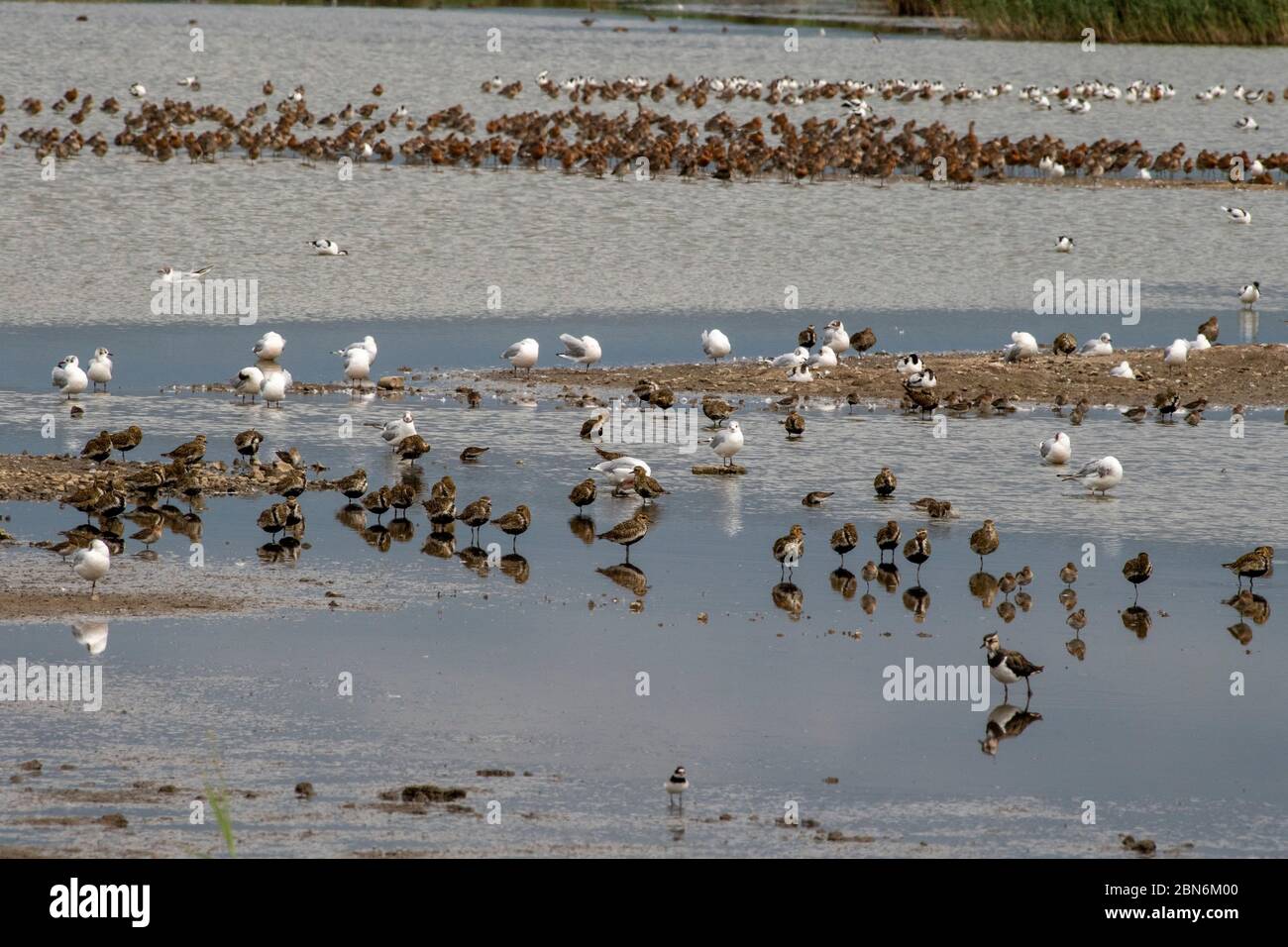 Waders bird hi-res stock photography and images - Alamy