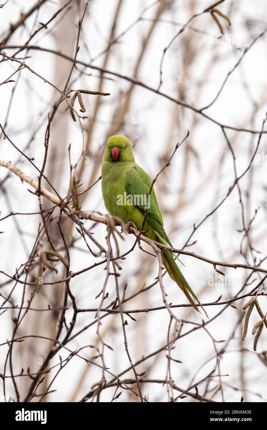 BIRD. Ring-necked Parakeet OR Rose-ringed Parakeet, in a tree in London ...