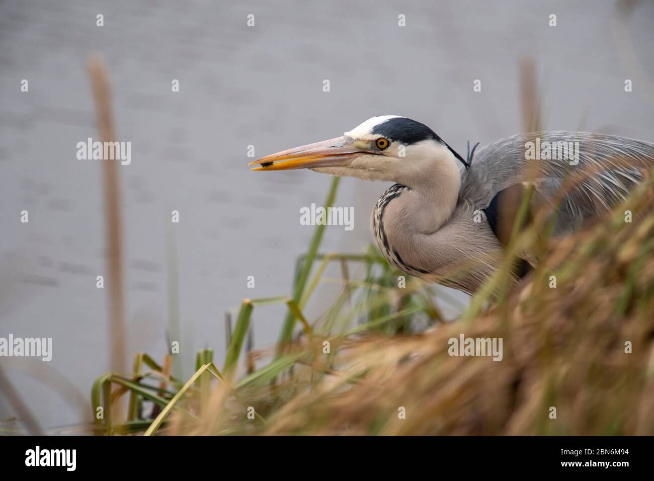 BIRD. Grey Heron, hunting in a reed bed ,head study. Surrey UK Stock ...