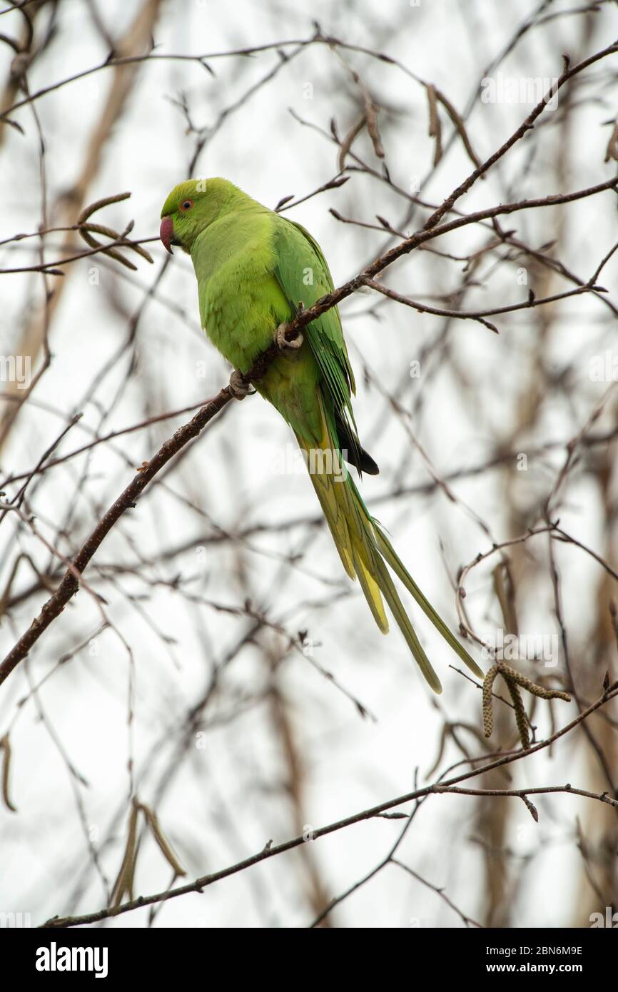 BIRD. Ring-necked Parakeet OR Rose-ringed Parakeet, in a tree in London ...