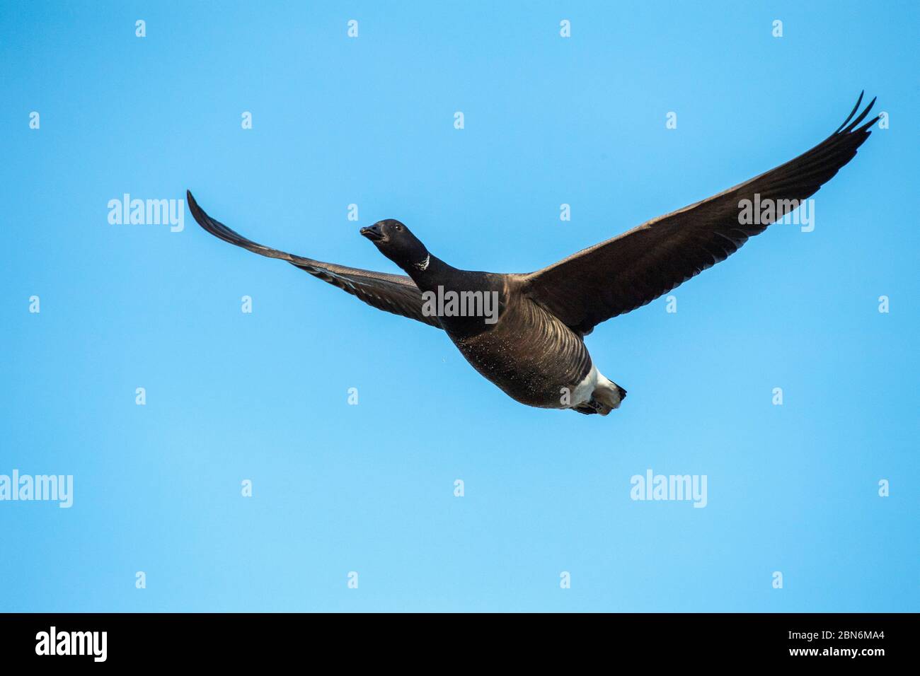 Flight of goose hi-res stock photography and images - Alamy