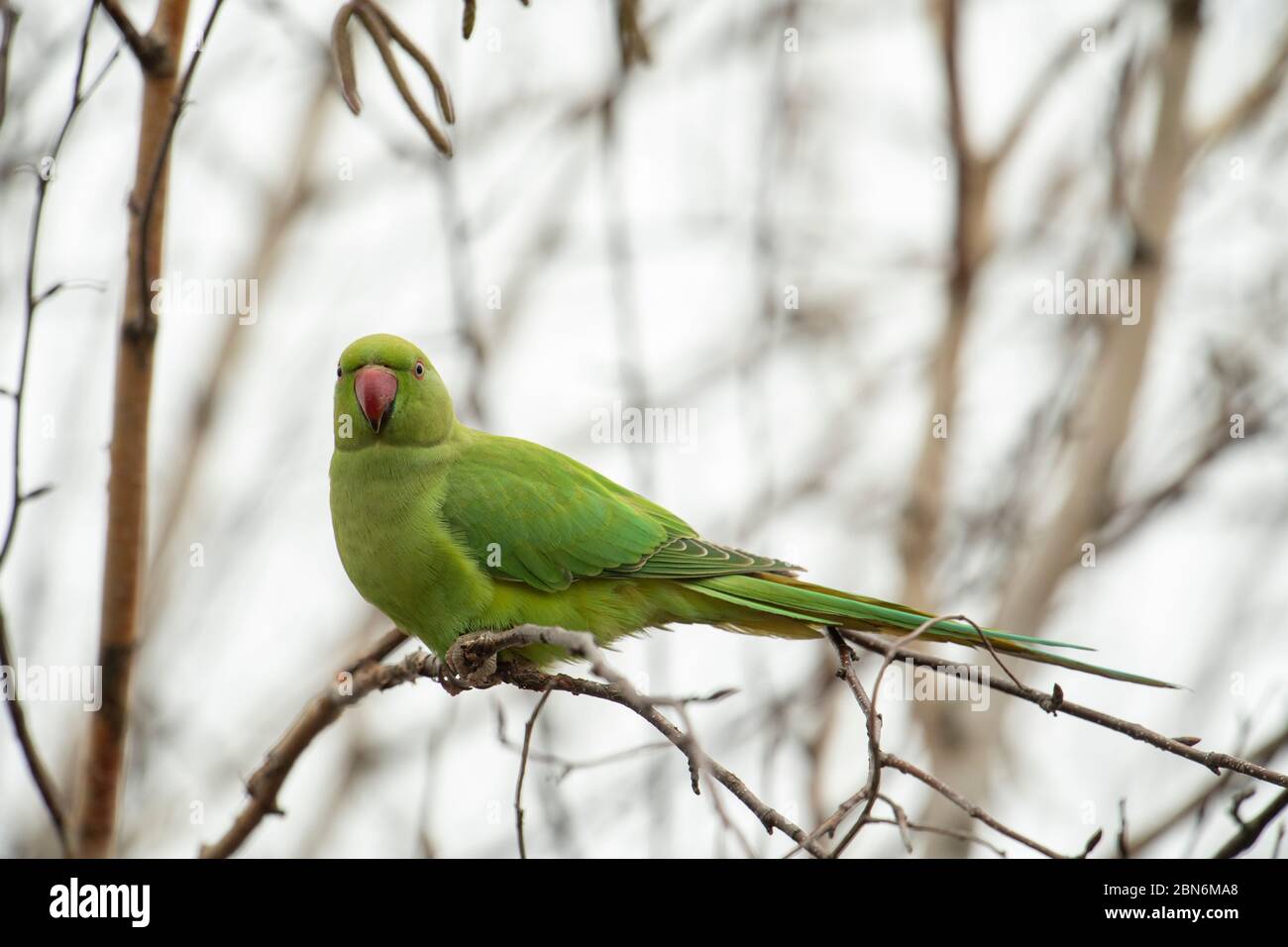 BIRD. Ring-necked Parakeet OR Rose-ringed Parakeet, in a tree in London ...