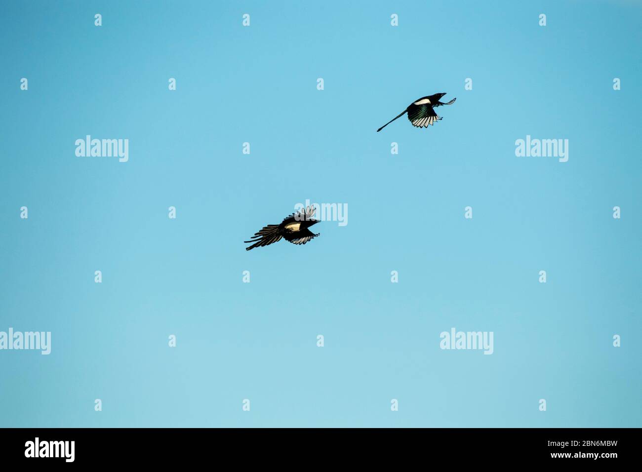 Magpies bird hi-res stock photography and images - Alamy
