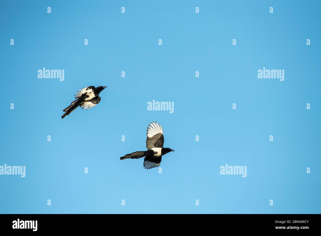 Magpies bird hi-res stock photography and images - Alamy