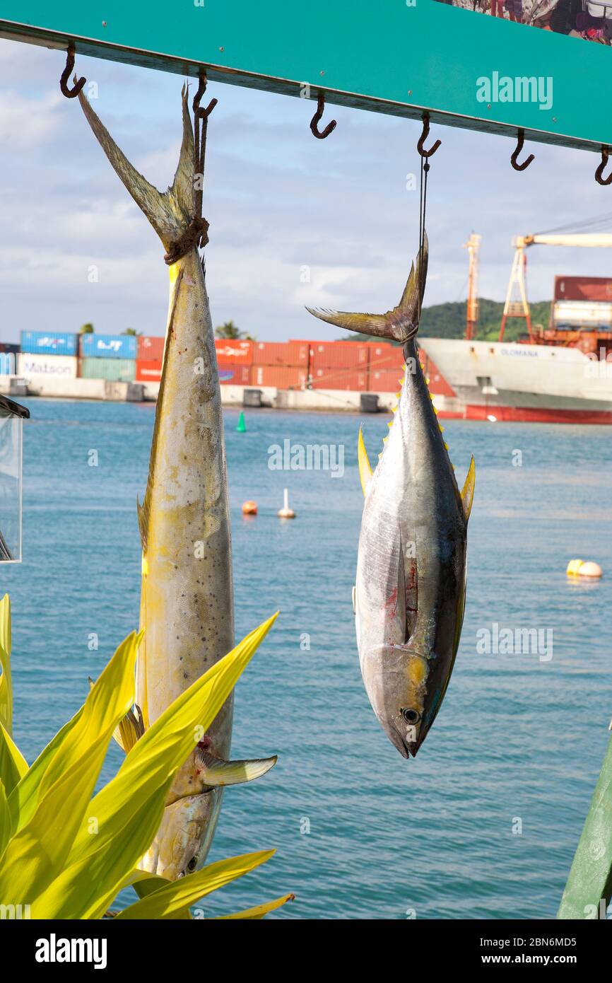 Yellowfin Tuna Fishing Cape Cod