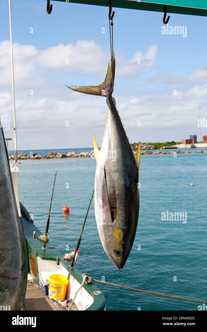 Freshly caught Yellow fin Tuna, Cook Islands Stock Photo - Alamy