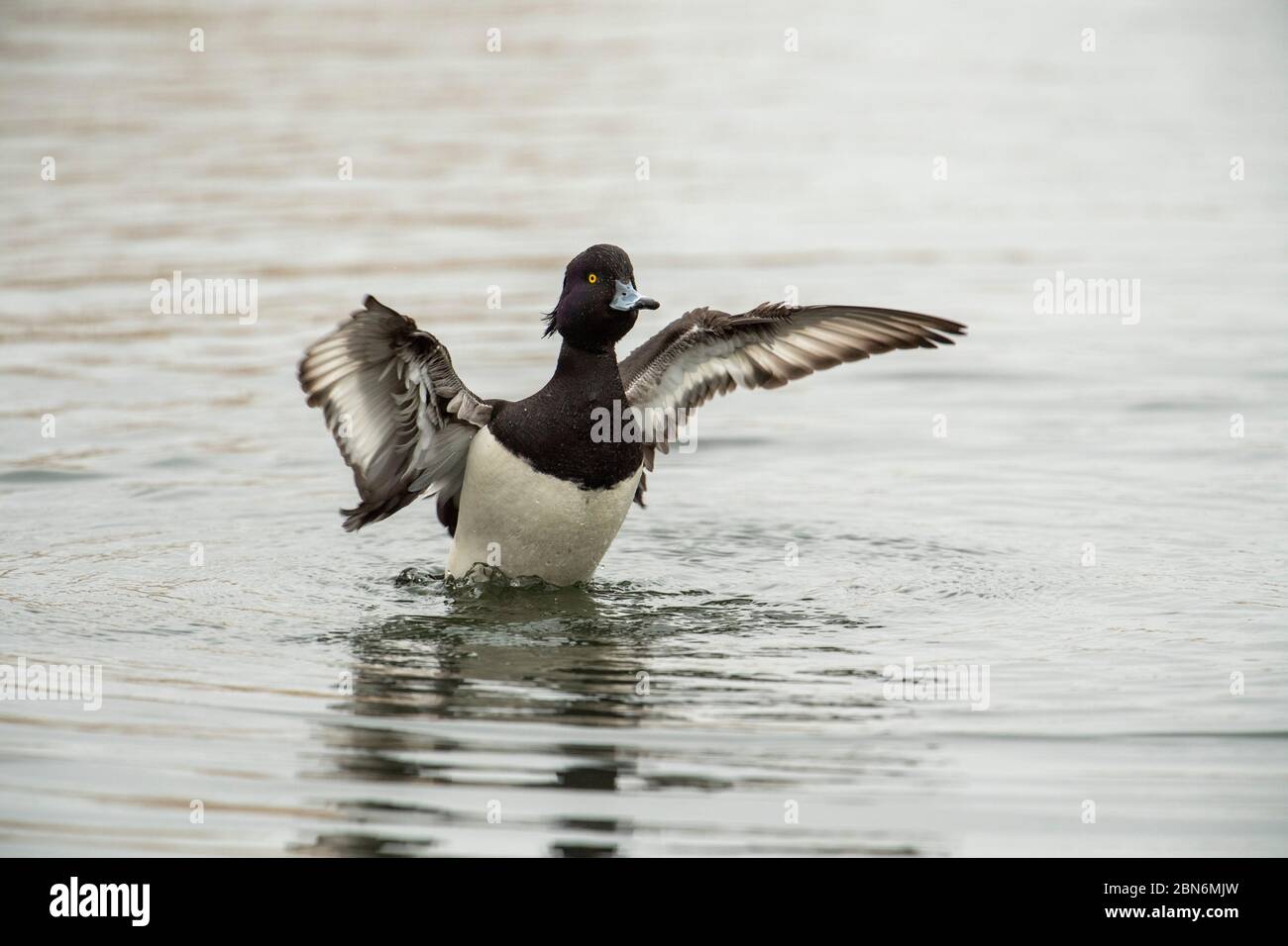 BIRD. Tufted Duck , flapping winds after bathing, Surrey UK Stock Photo ...