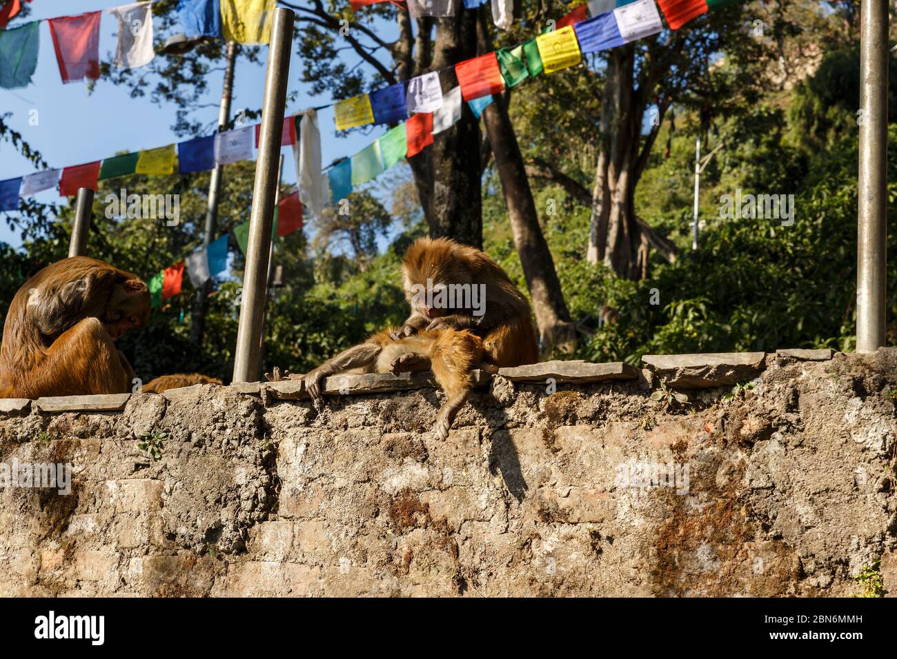 Monkey family in Swayambhunath Temple, Kathmandu, Nepal. Monkeys brush ...