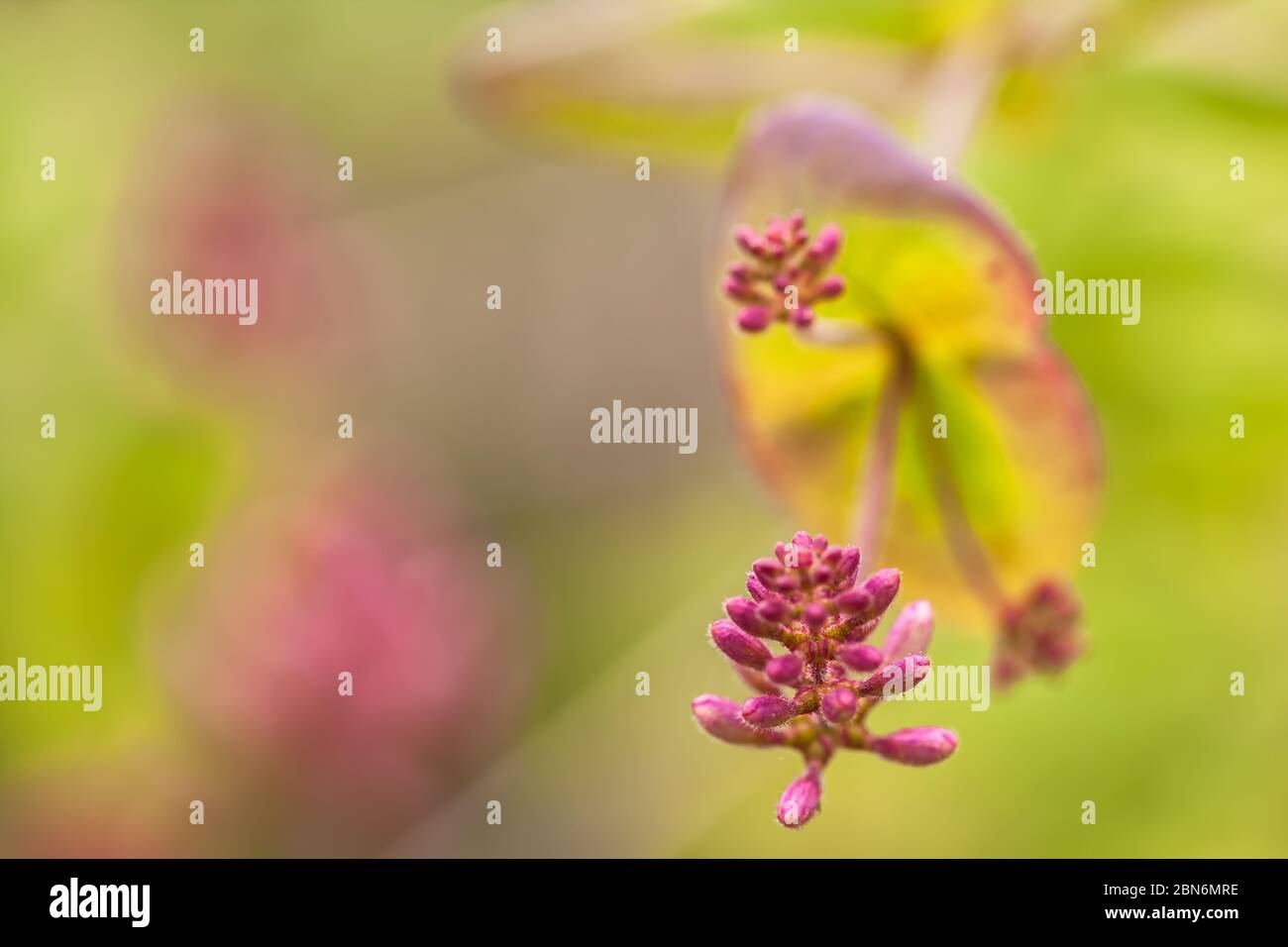Close up at the Pink Honeysuckle, Lonicera hispidula, flower buds ...
