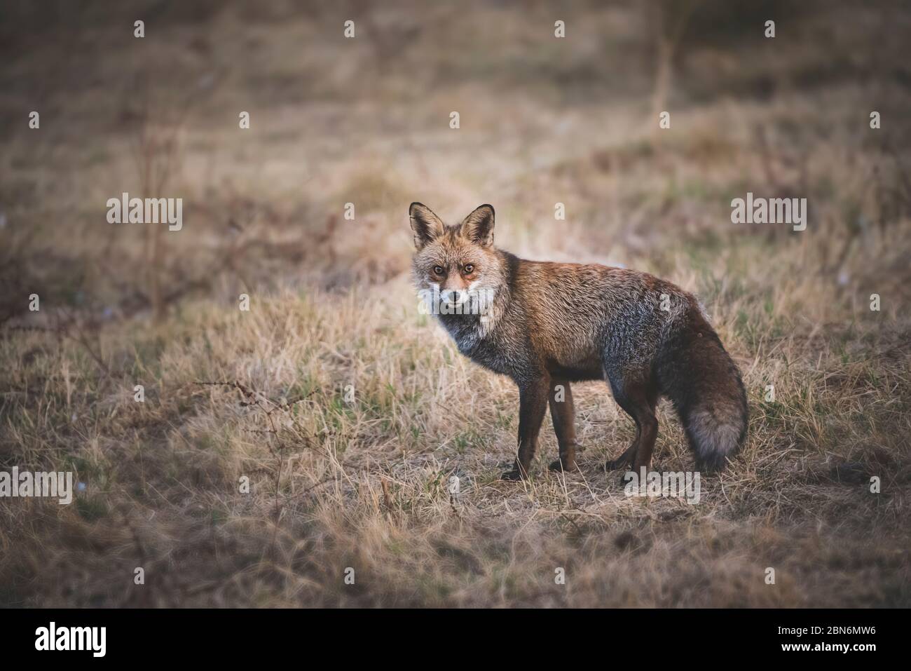 Red Fox In Dry Grass High Resolution Stock Photography and Images - Alamy