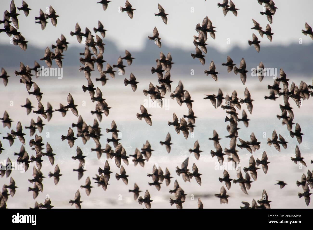 BIRD. Starlings, flock in flight , Sussex, UK Stock Photo - Alamy