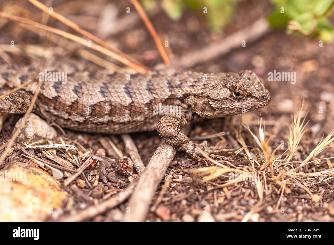 Western fence lizard (Sceloporus occidentalis), Point Lobos State Natural Reserve, California ...