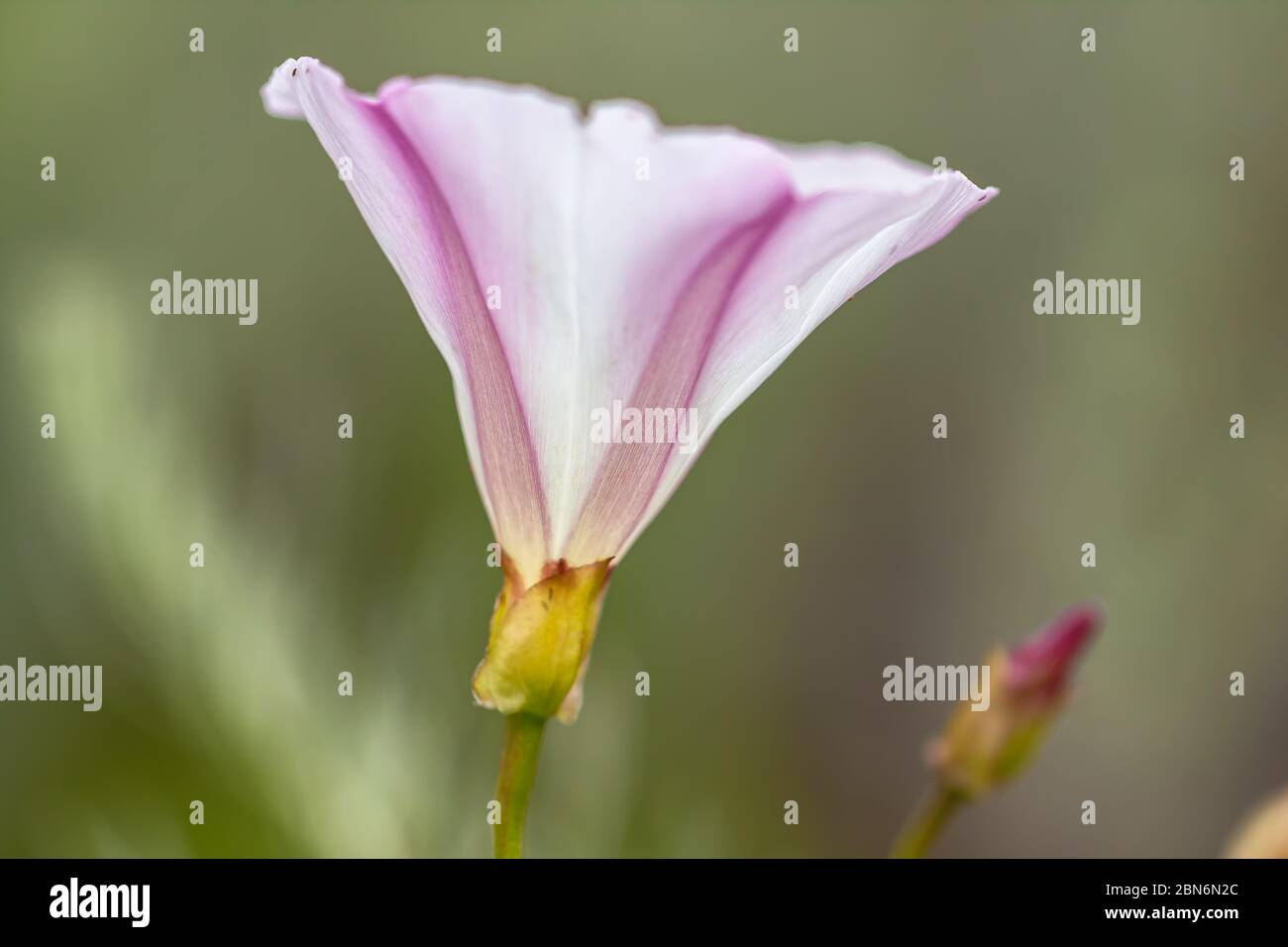 Side view of a Pacific false bindweed flower Calystegia purpurata ...