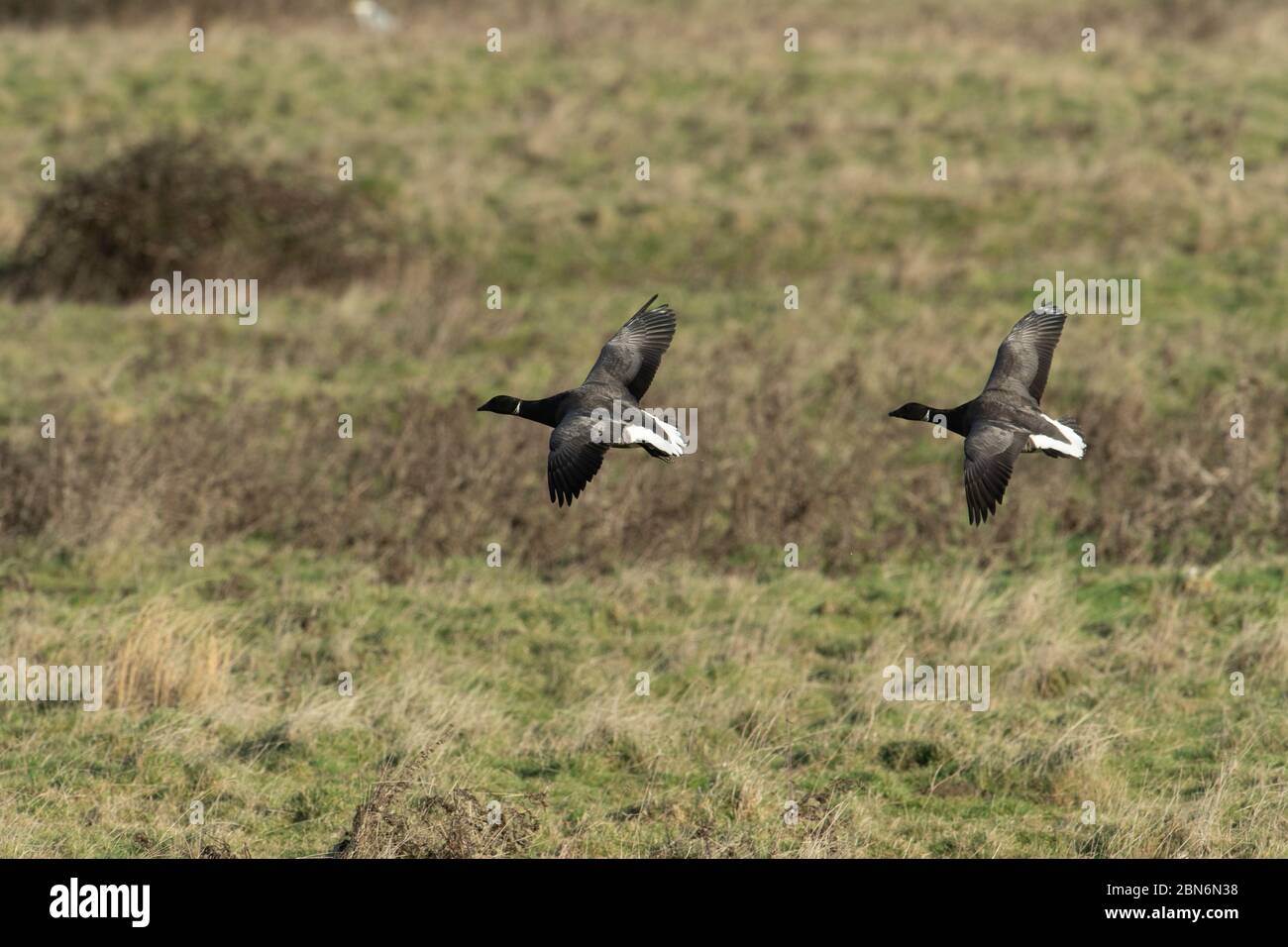 Brent geese in flight hi-res stock photography and images - Alamy