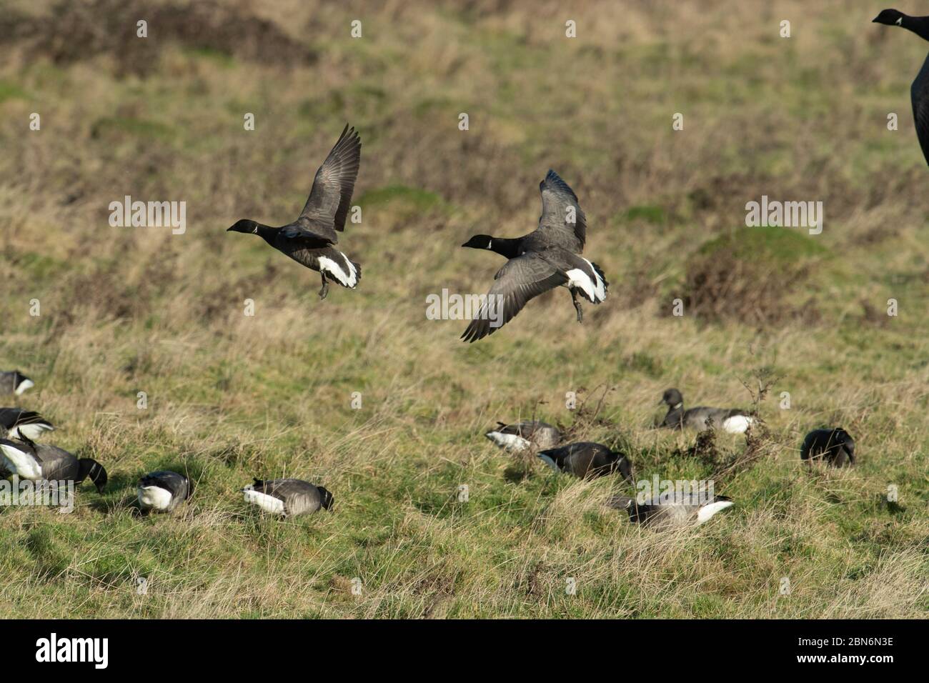 BIRD. Brent geese in flight, over fields, Sussex UK Stock Photo - Alamy