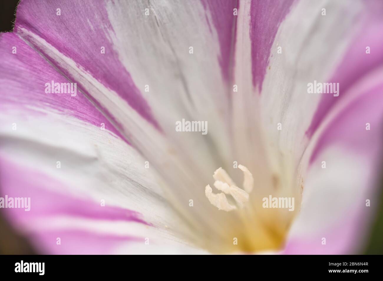 Close up at a Pacific false bindweed flower Calystegia purpurata, Point ...