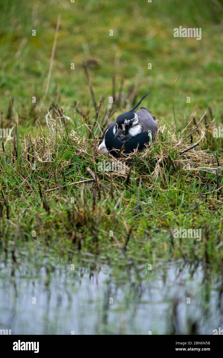 Lapwing bird uk nest hi-res stock photography and images - Alamy