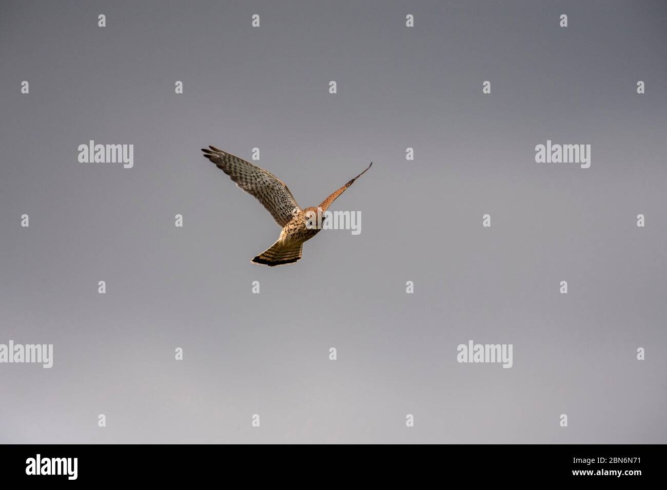 Inflight bird hi-res stock photography and images - Alamy