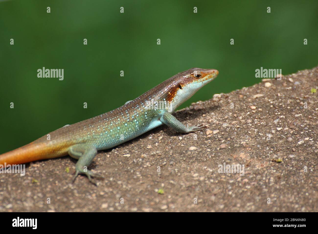 Rainbow skink hi-res stock photography and images - Alamy