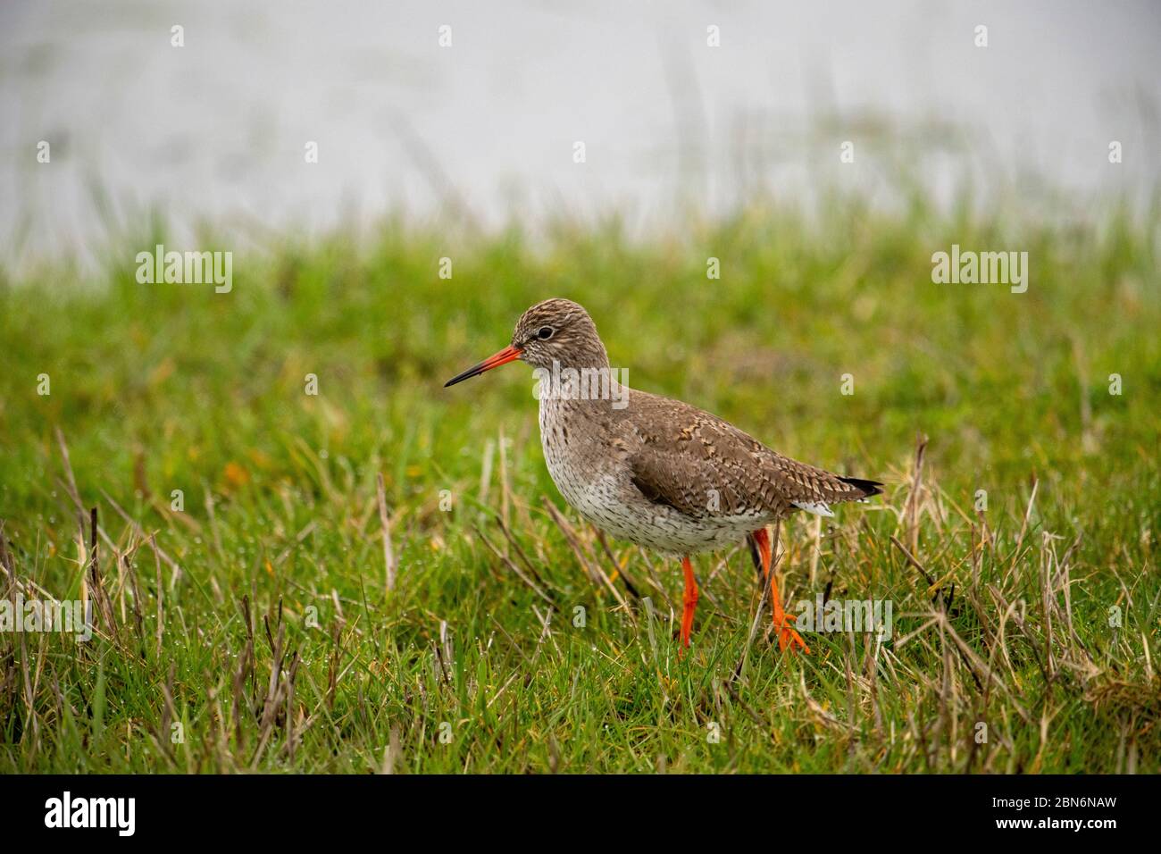 Redshank in grass near water, Kent, UK Stock Photo - Alamy