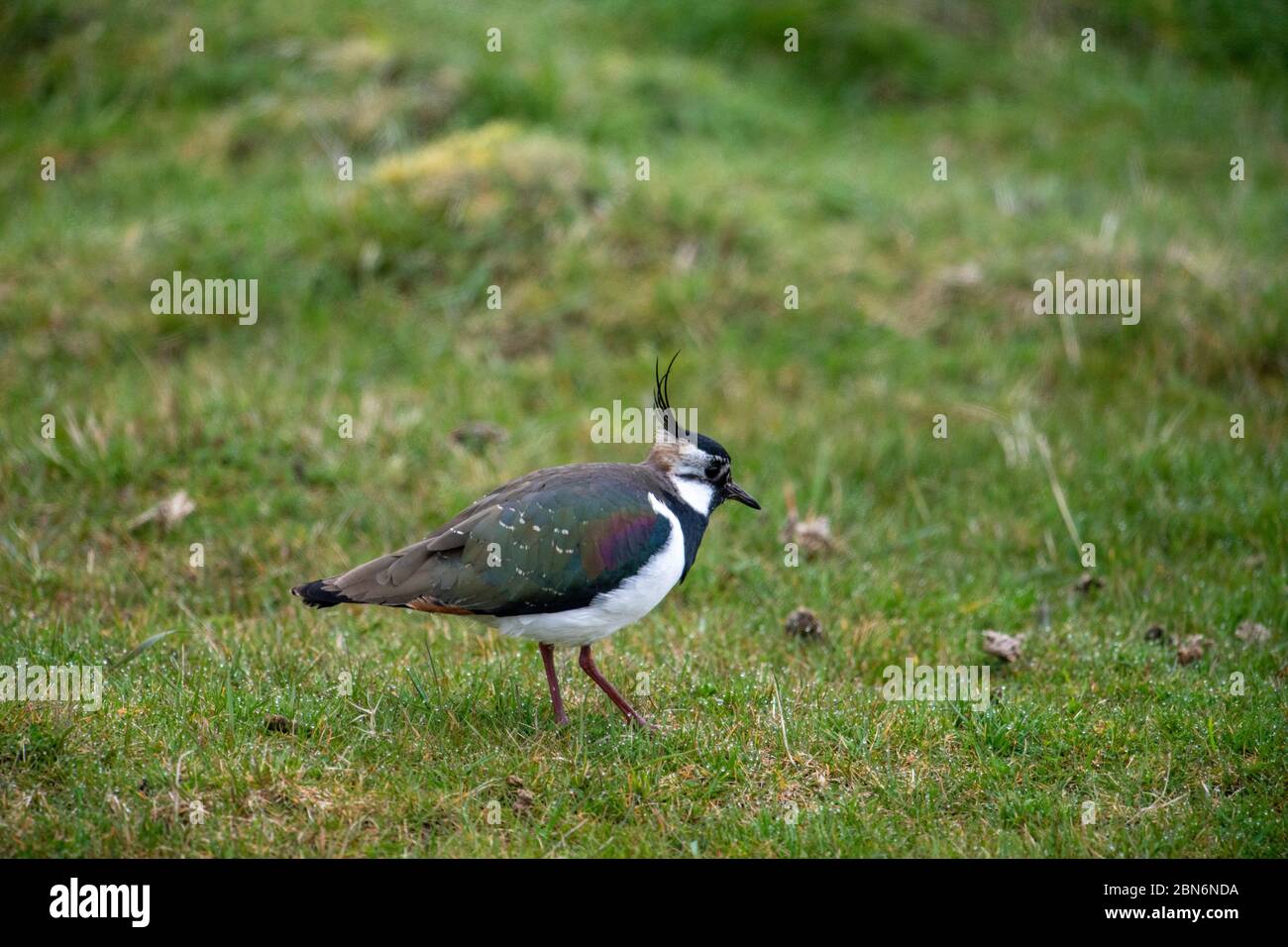 Lapwing bird uk hi-res stock photography and images - Alamy