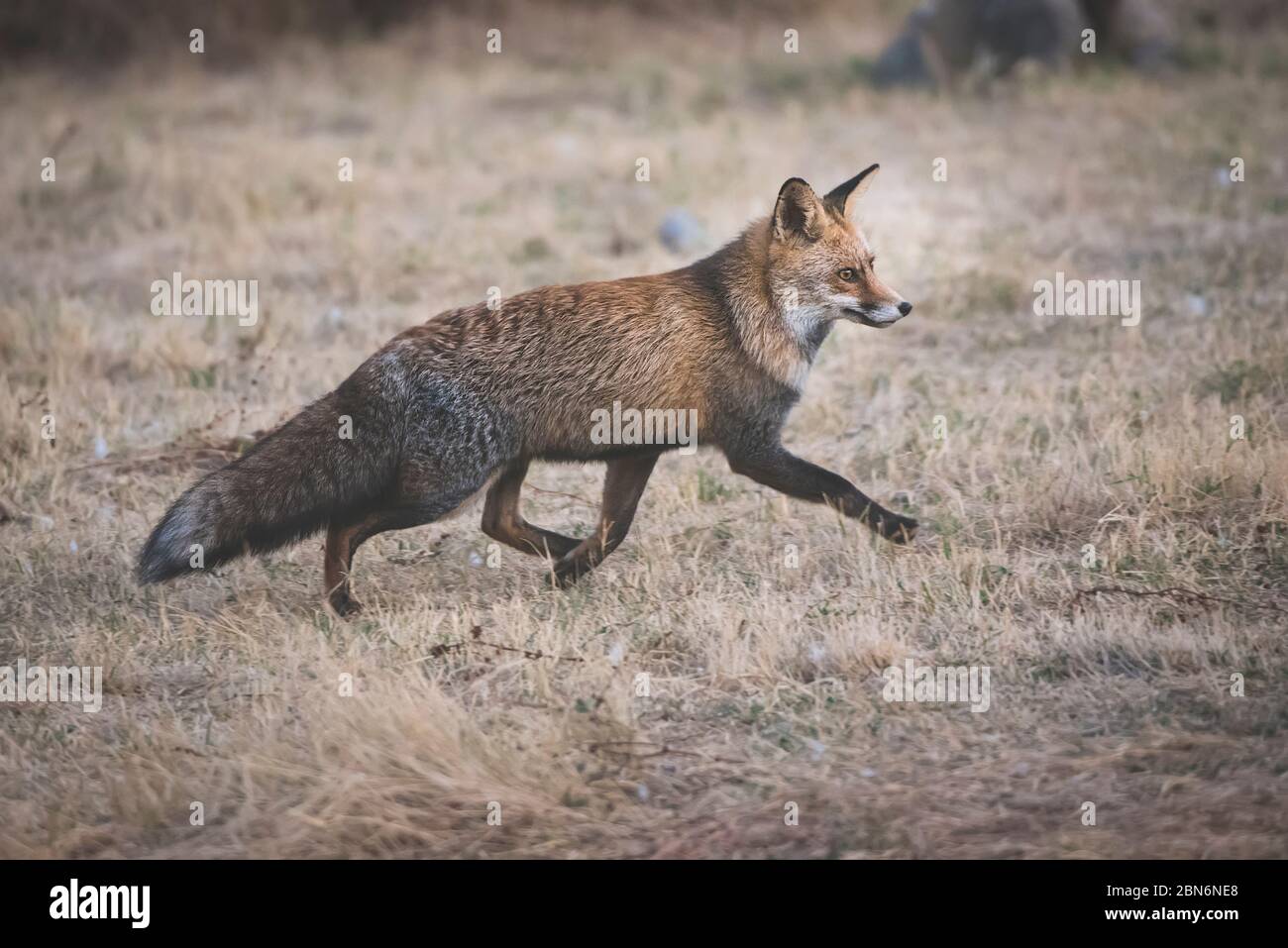 Red Fox In Dry Grass High Resolution Stock Photography and Images - Alamy