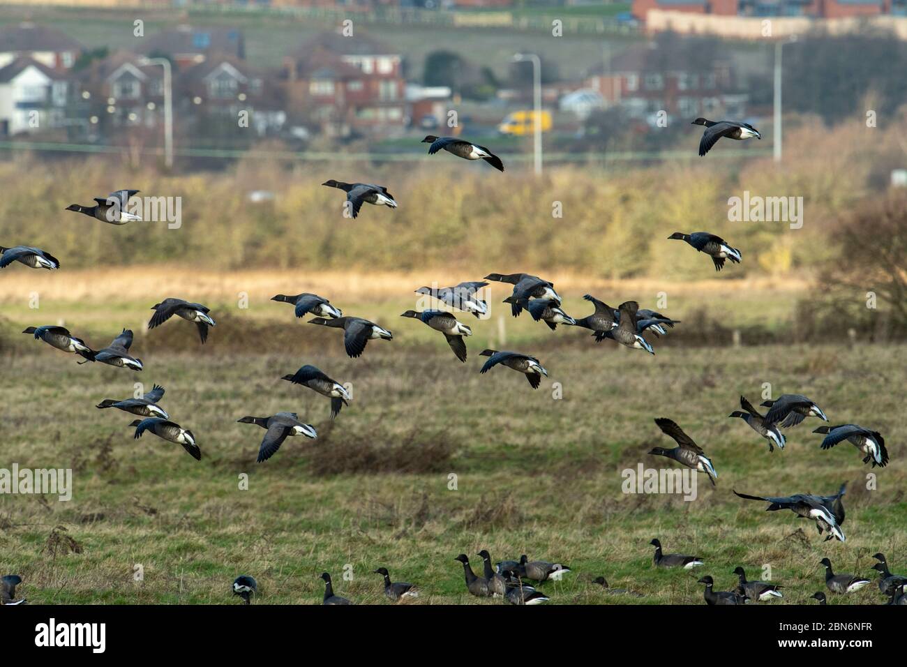 BIRD. Brent geese, in flight ,Sussex, south coast of UK Stock Photo - Alamy