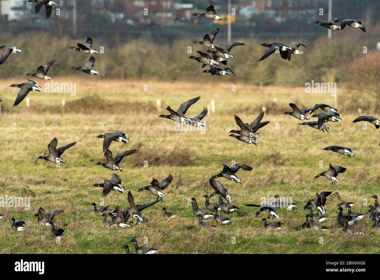 BIRD. Brent geese, in flight ,Sussex, south coast of UK Stock Photo - Alamy