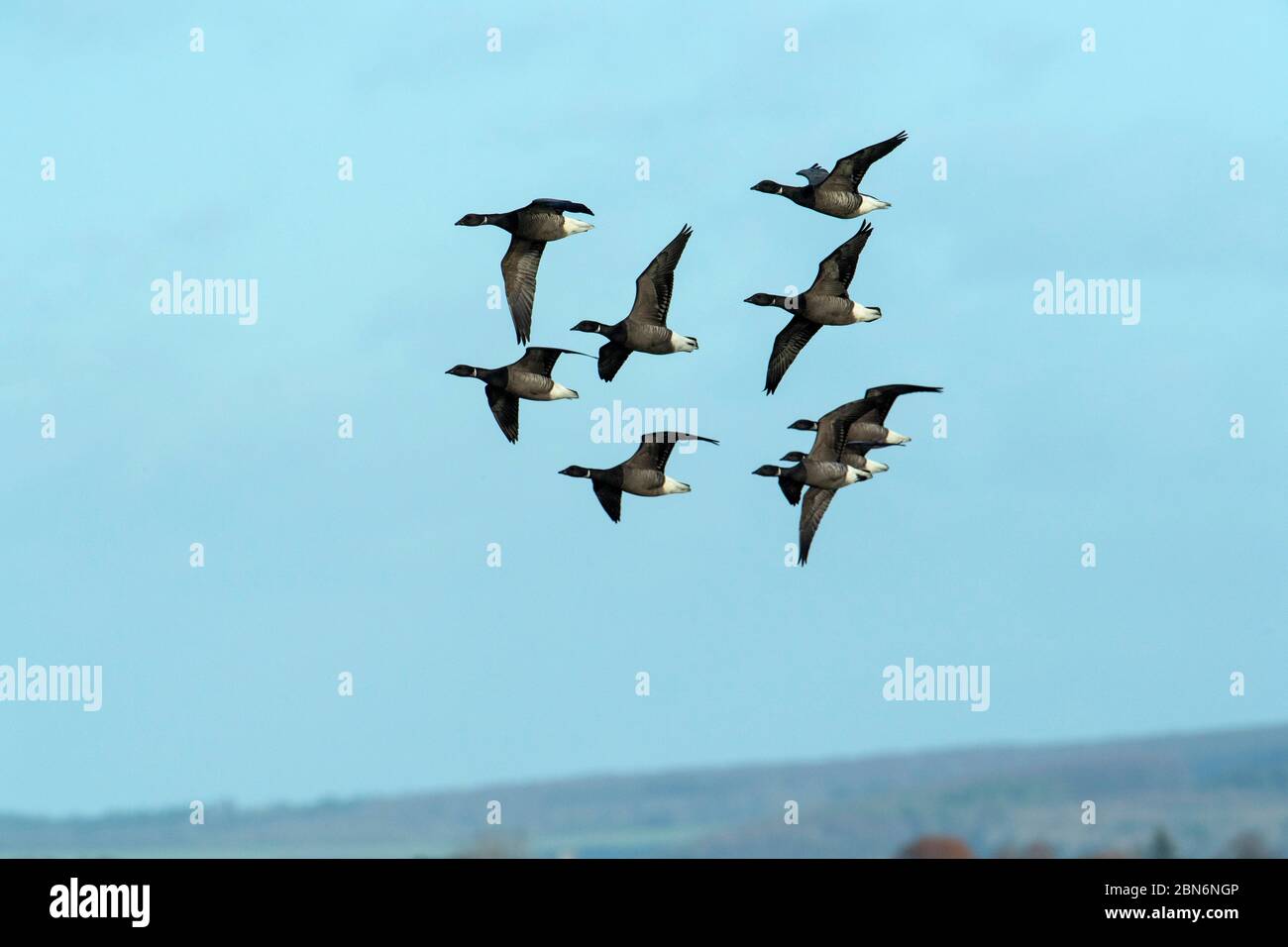 BIRD. Brent geese, in flight ,south coast of UK Stock Photo - Alamy
