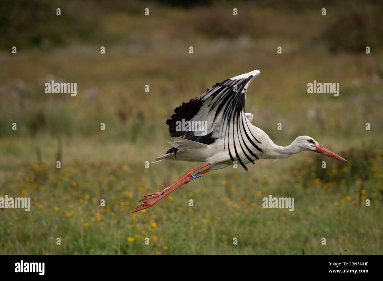 BIRD. White Stork , in flight, Knepp estate Sussex UK Stock Photo - Alamy