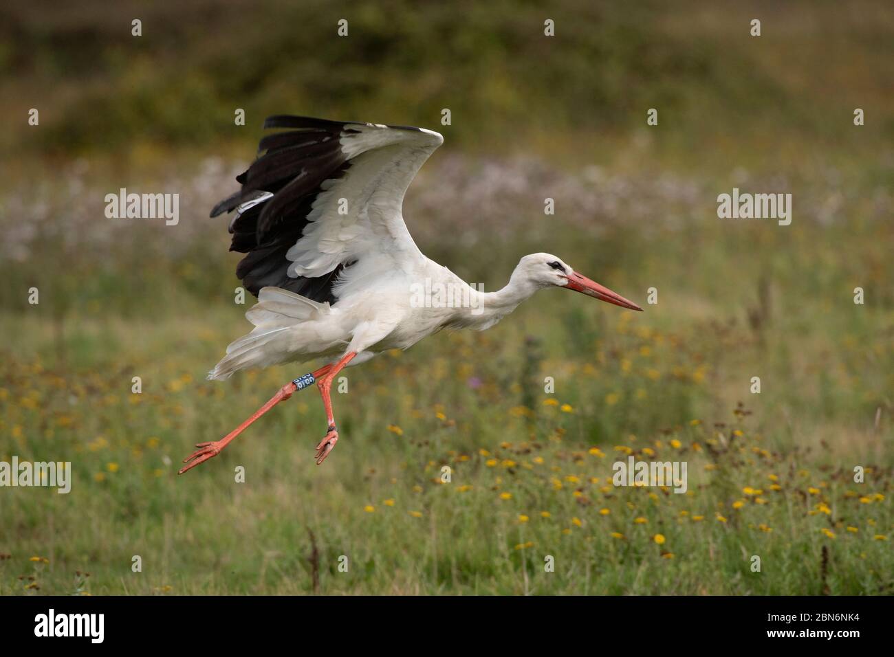 Stork in flight hi-res stock photography and images - Alamy