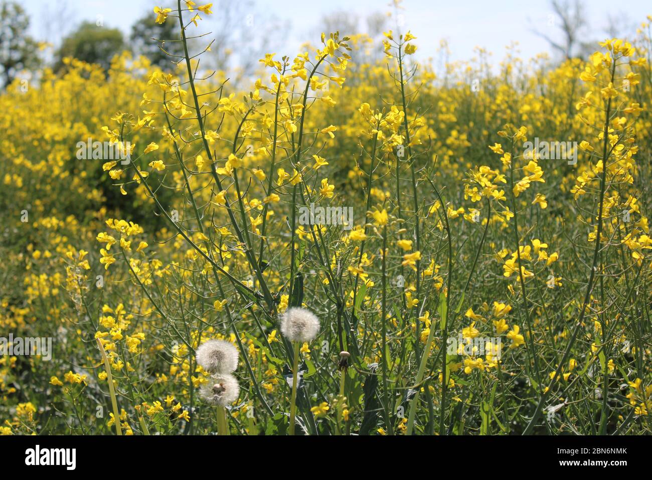detail of a yellow field Stock Photo - Alamy