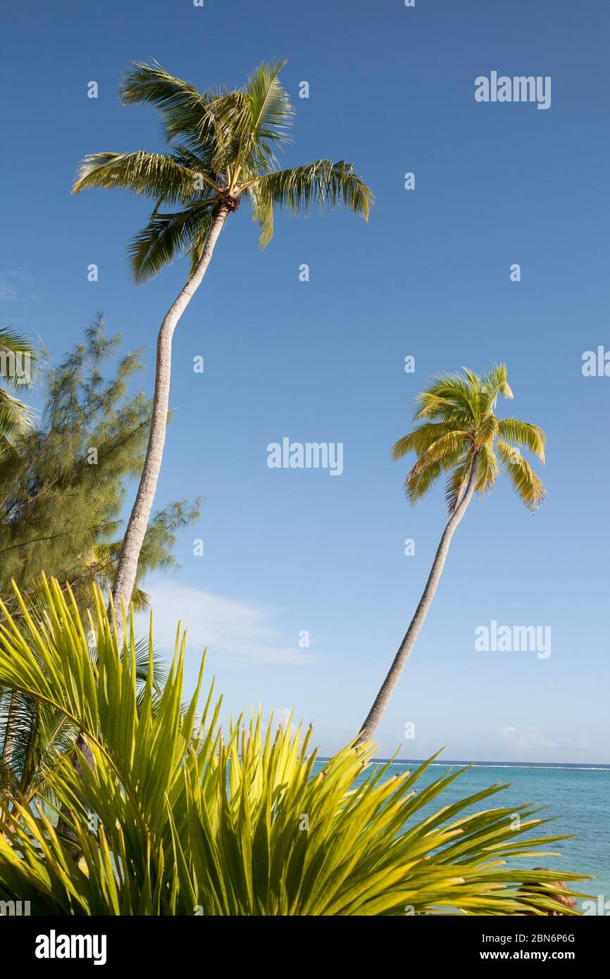 Palm trees on tropical beach on South Pacific island of Aitutaki Stock ...