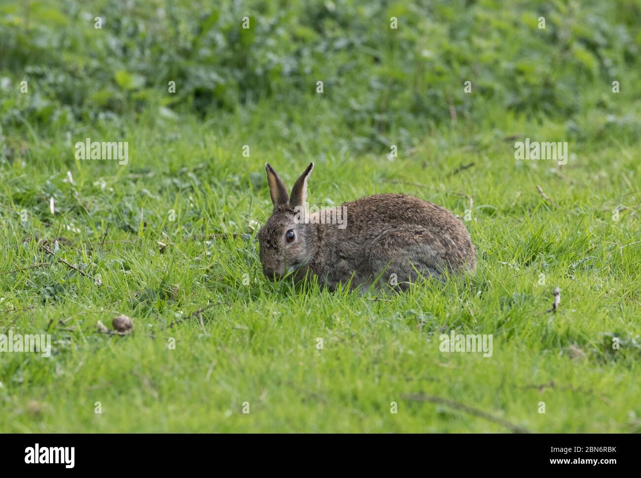 England yorkshire ripley castle hi-res stock photography and images - Alamy