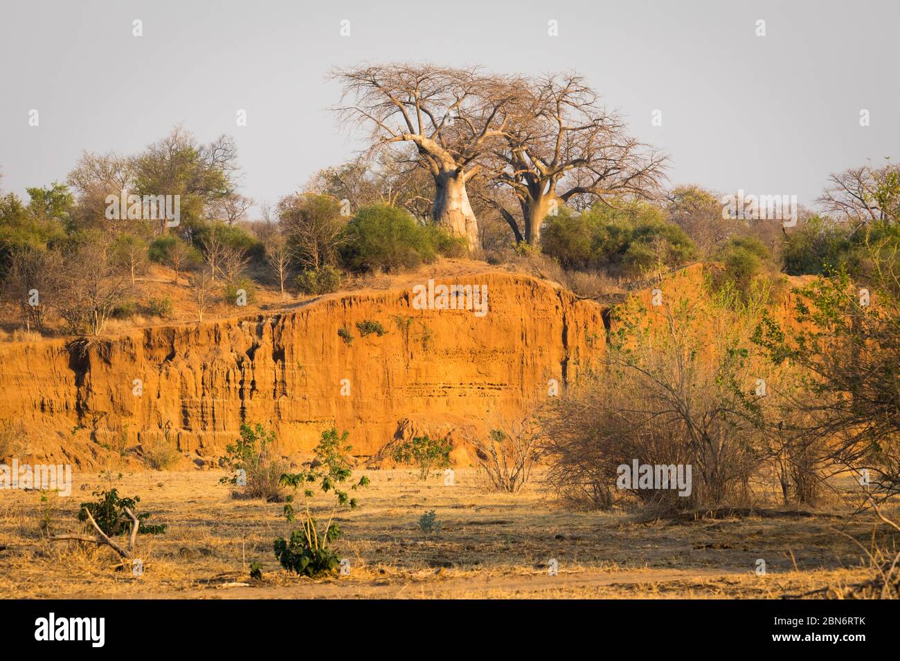 Typical landscape with baobabs near Kavinga Lodge, Zimbabwe Stock Photo ...