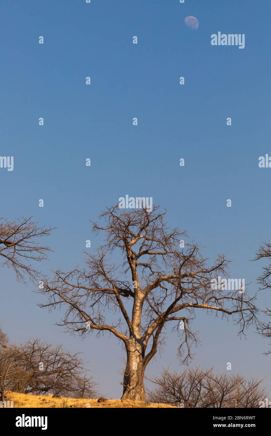 Typical landscape with baobabs near Kavinga Lodge, Zimbabwe Stock Photo ...
