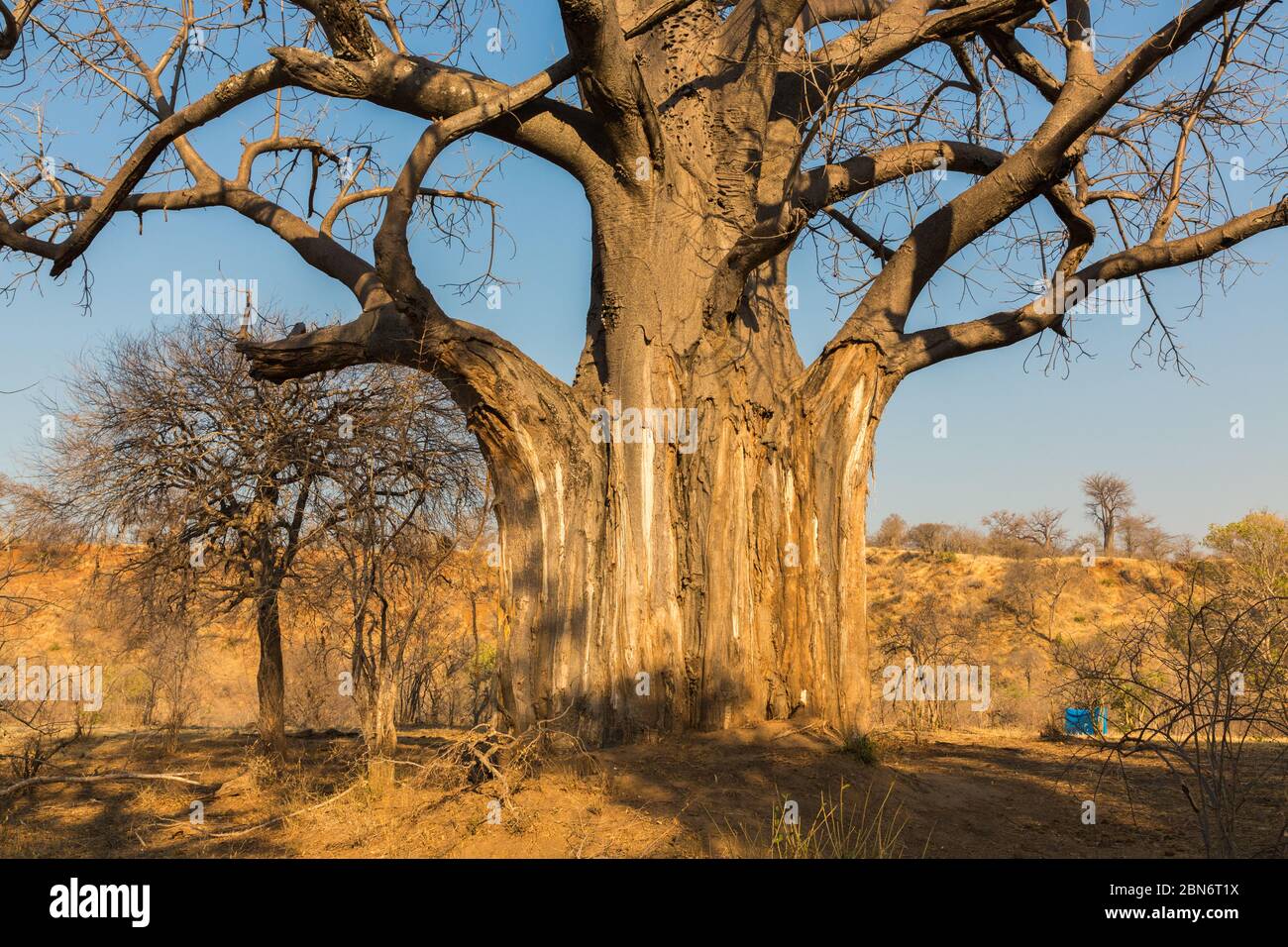 Typical landscape with baobabs near Kavinga Lodge, Zimbabwe Stock Photo ...