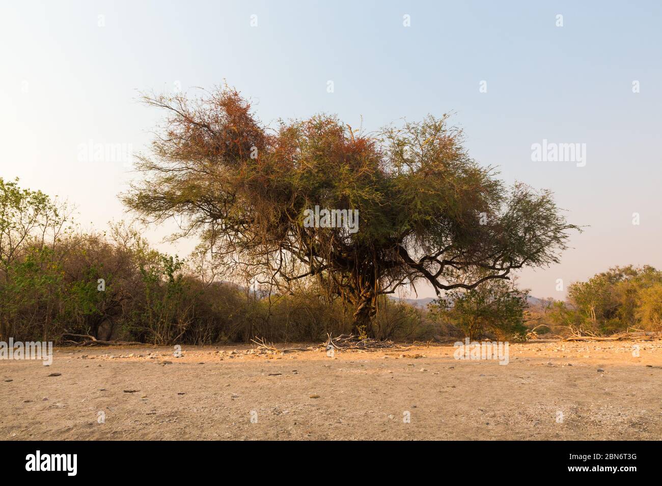 Typical landscape during dry season in Mana Pools National Park ...